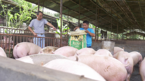 Balut Variety: Exploring the Different Kinds of Fertilized Duck Eggs ...