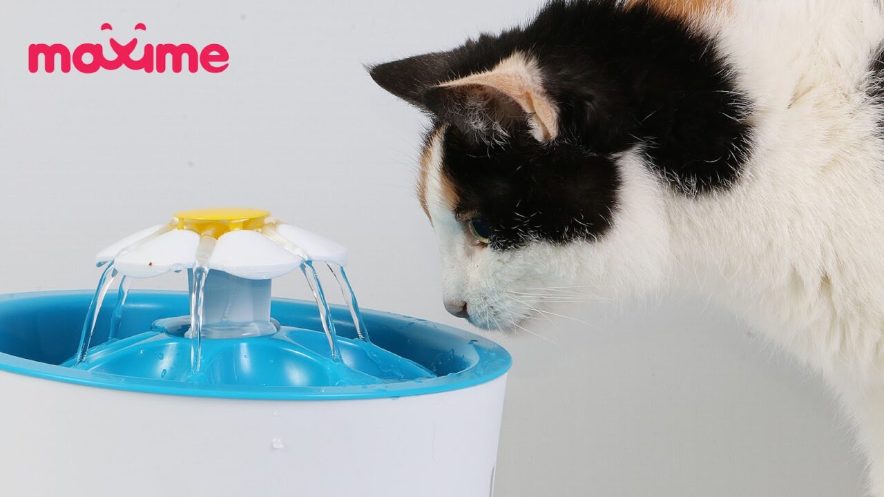 Building Your Poultry Empire: A Poultry Farming for Beginners Guide ...