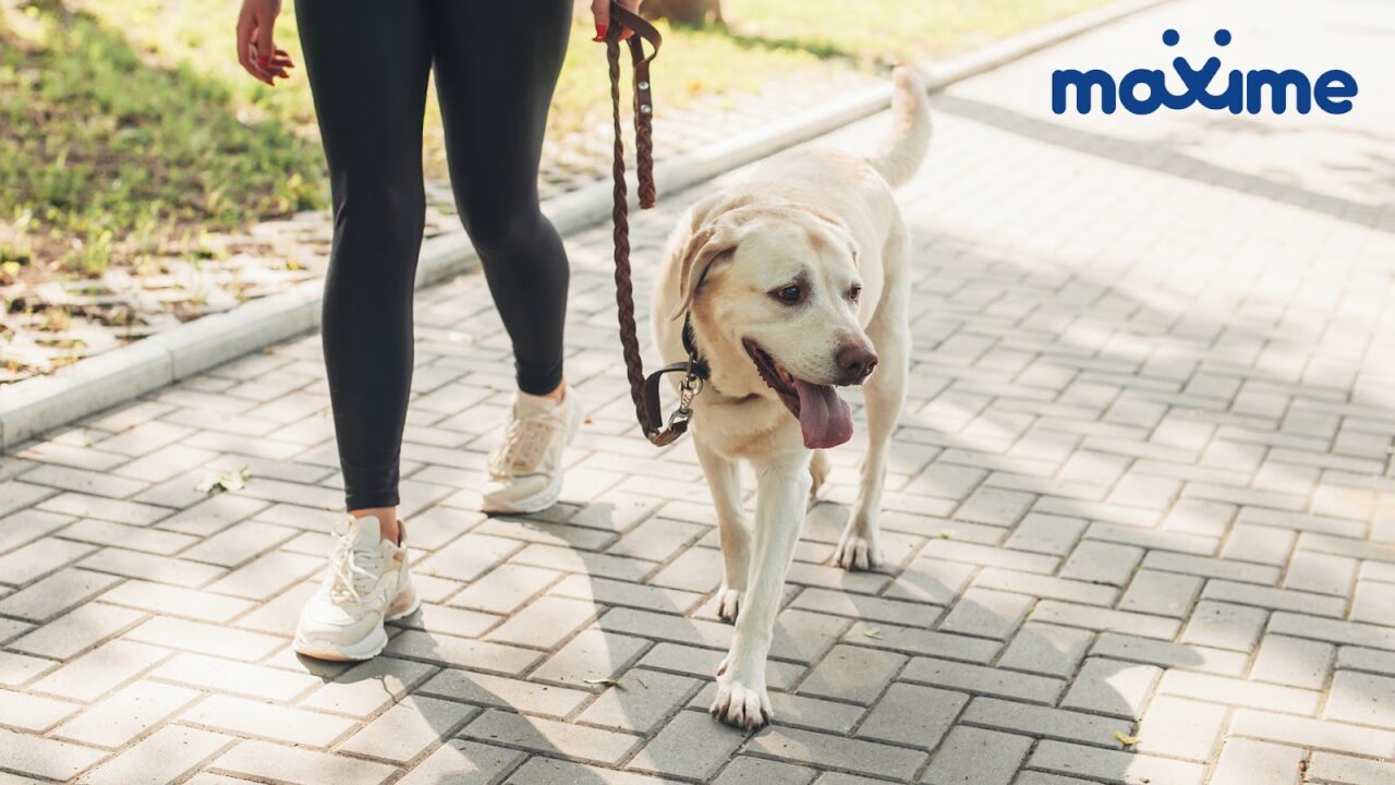 Dog-walking Etiquette 101: 5 Paw-tocols to Follow - Pilmico