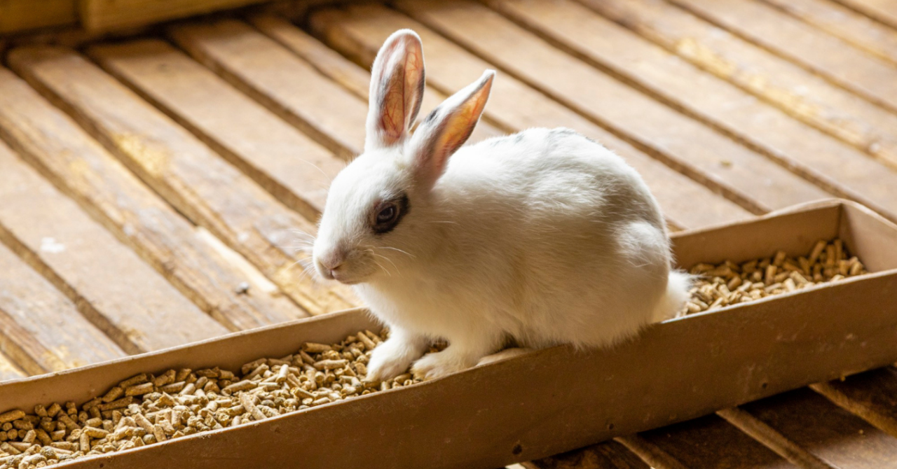 Hoppin' into Success: A Guide to Launching Your Rabbit Farming Venture ...