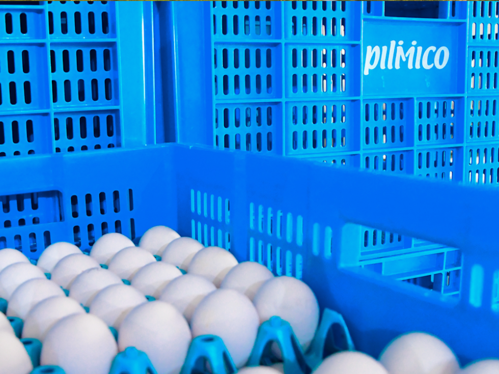 Farms - Meats, Eggs, Live Pigs & Pork Carcass | Pilmico