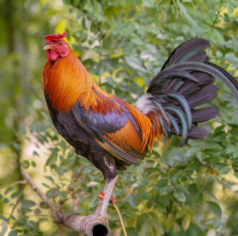 Pilmico Feeds - Quality Nutrition for Livestock Farming | Pilmico