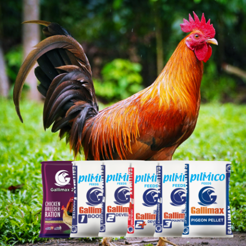 Gamefowl Feeds - Maximize Winning Potential | Pilmico