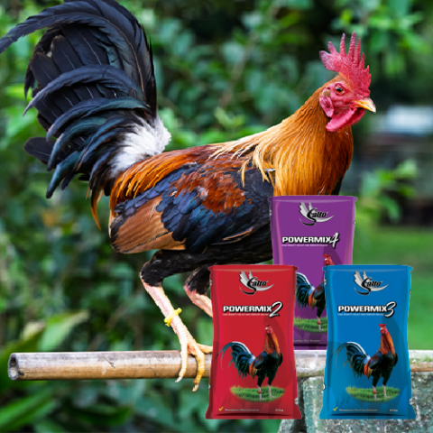 Gamefowl Feeds - Maximize Winning Potential | Pilmico