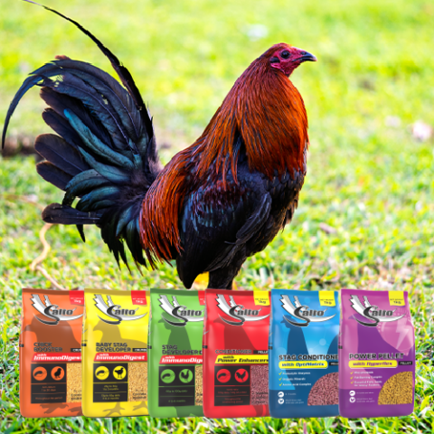 Gamefowl Feeds - Maximize Winning Potential | Pilmico
