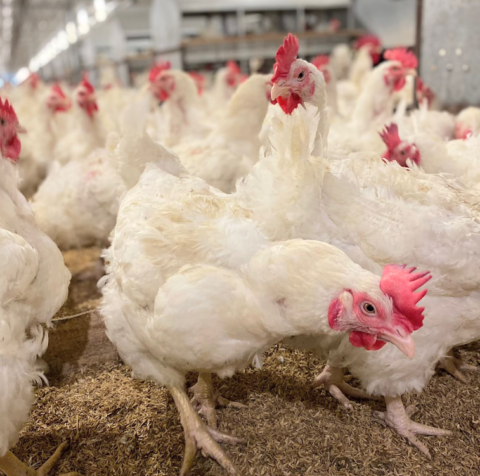 Pilmico Feeds - Quality Nutrition for Livestock Farming | Pilmico