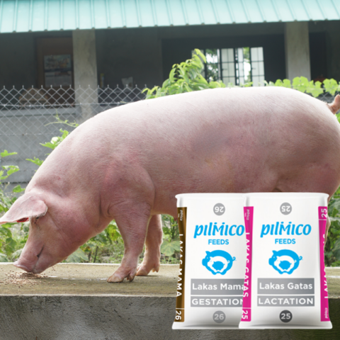 Products Feeds Swine - Pilmico