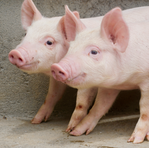 Pilmico Feeds - Quality Nutrition for Livestock Farming | Pilmico