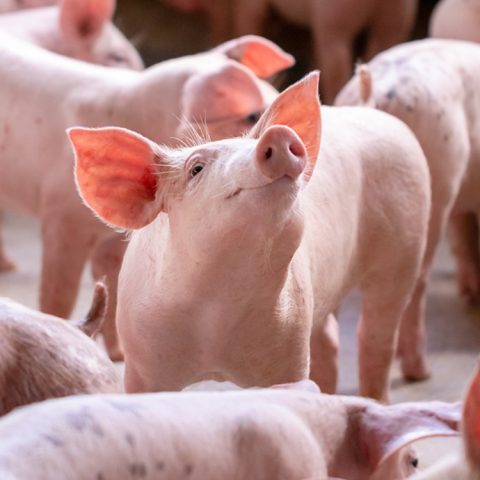 Pilmico Feeds - Quality Nutrition for Livestock Farming | Pilmico