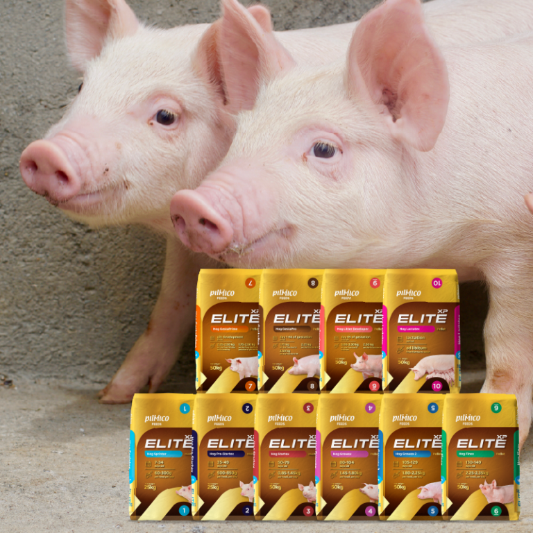 Products Feeds Swine - Pilmico